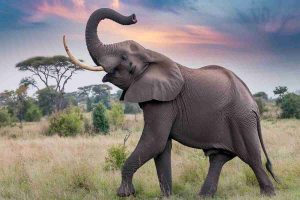 What Is the Strongest Animal in the World?