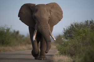 5 Shocking Facts About How Fast Can an Elephant Run