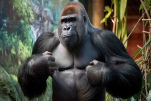 What Is the Strongest Animal in the World?