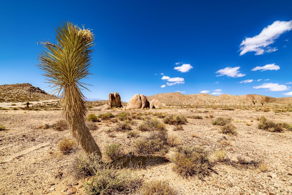 Explore the Largest Desert in the World: 8 Astonishing Desert Facts