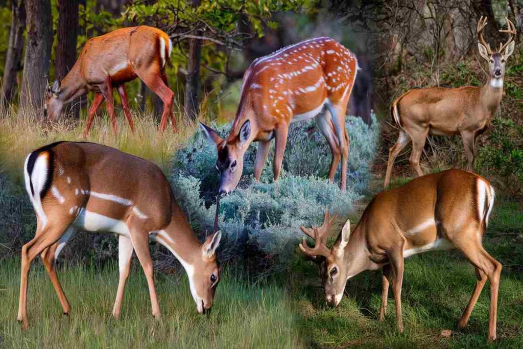 What Do Deer Eat? Discover Their Favorite Foods & Diet