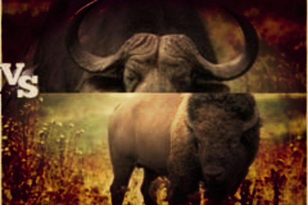 What is the Difference Between Bison and Buffalo?
