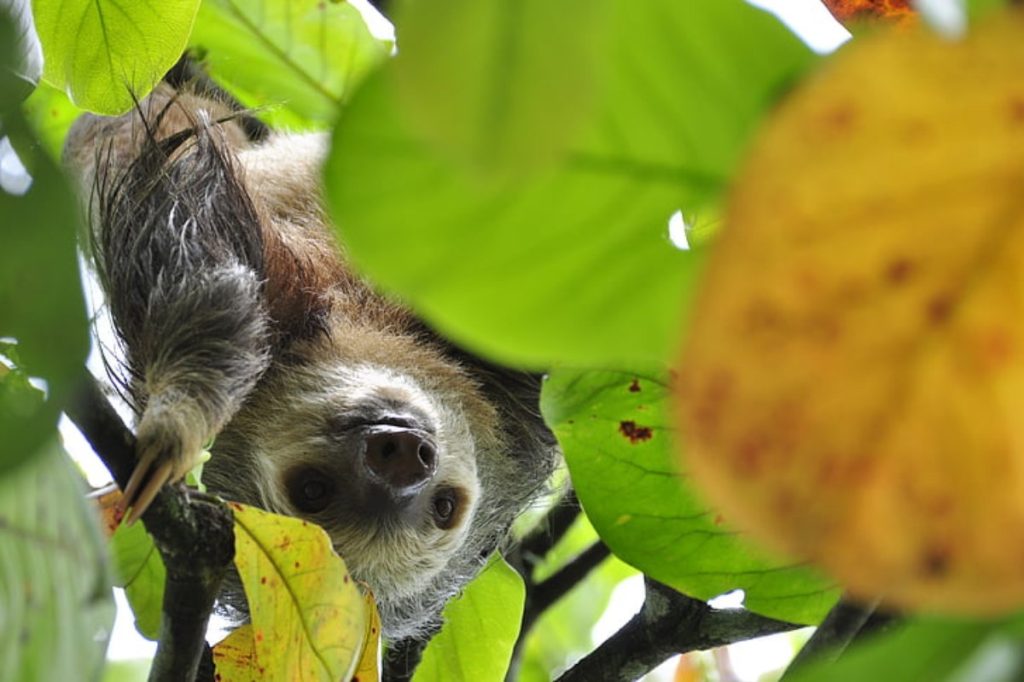 Are Sloths Dangerous? 5 Powerful Facts That Shock