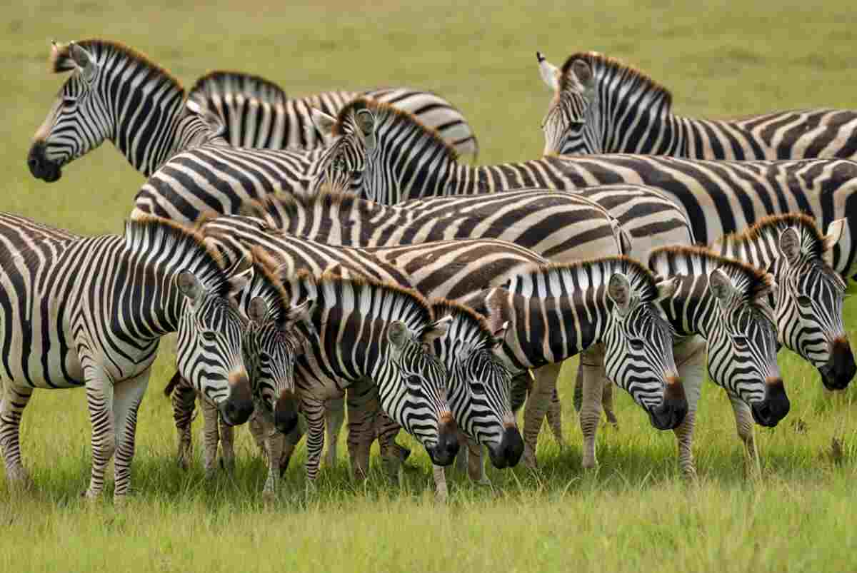 49 Fun Facts About Animals That Will Amaze You