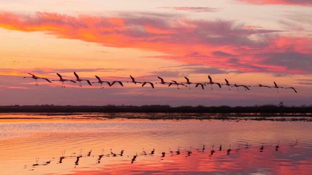 "Can Flamingos Fly? Discover Their Amazing Flight & Migration"