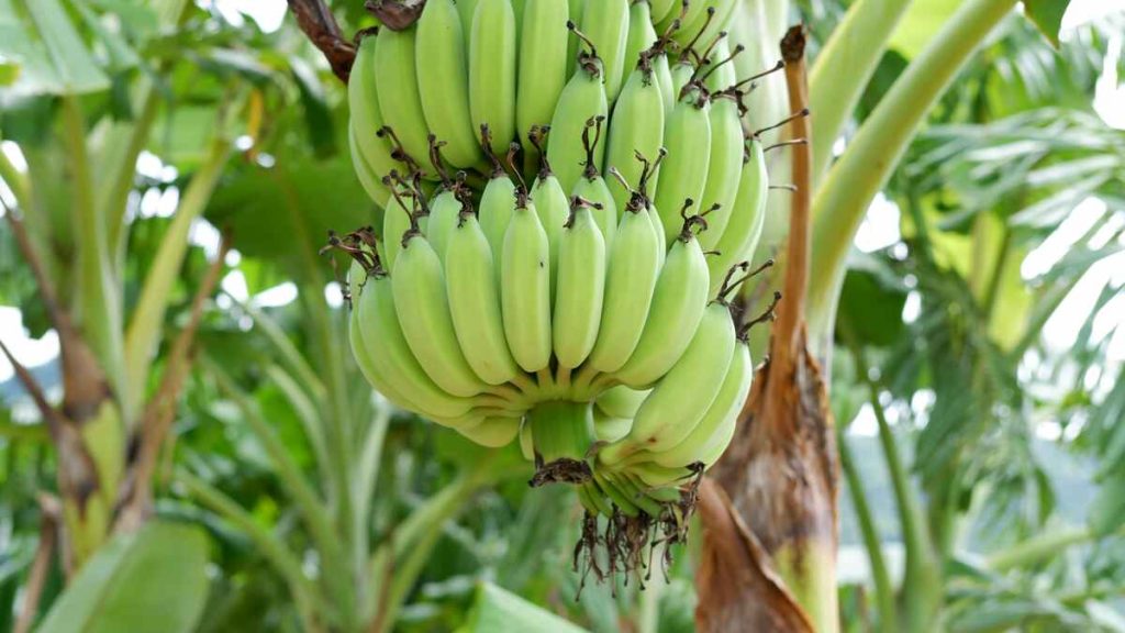20 Surprising Facts About Gros Michel Bananas You Must Know