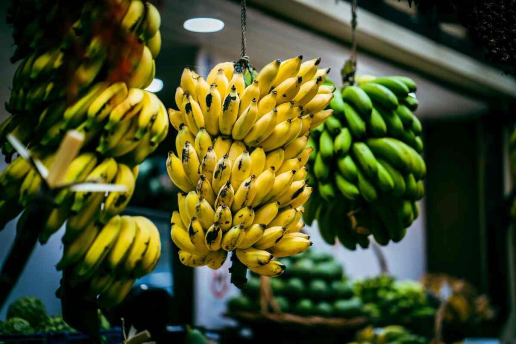 20 Surprising Facts About Gros Michel Bananas You Must Know